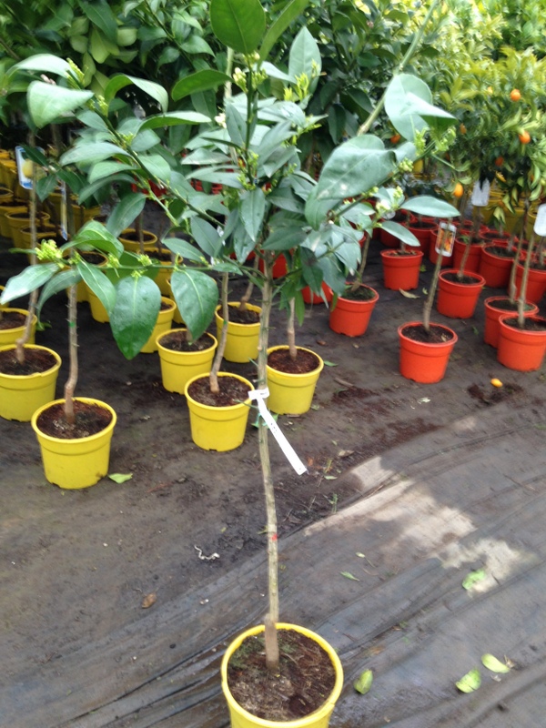 Zitronenlust - Onlineshop für mediterrane Pflanzen und Bäume - Rote ...